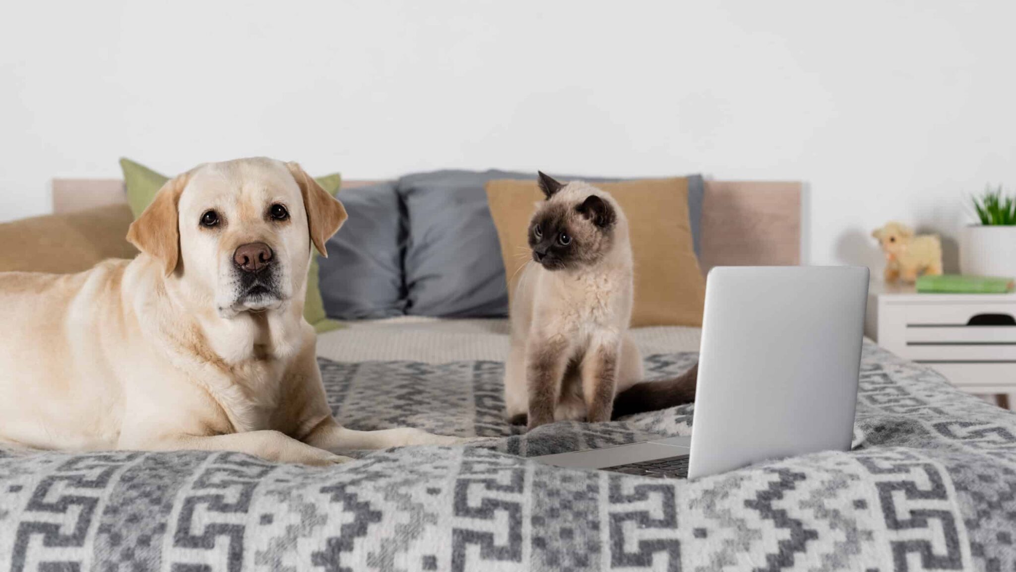Pet-friendly Co-ops: Benefits and Barriers - CHF BC